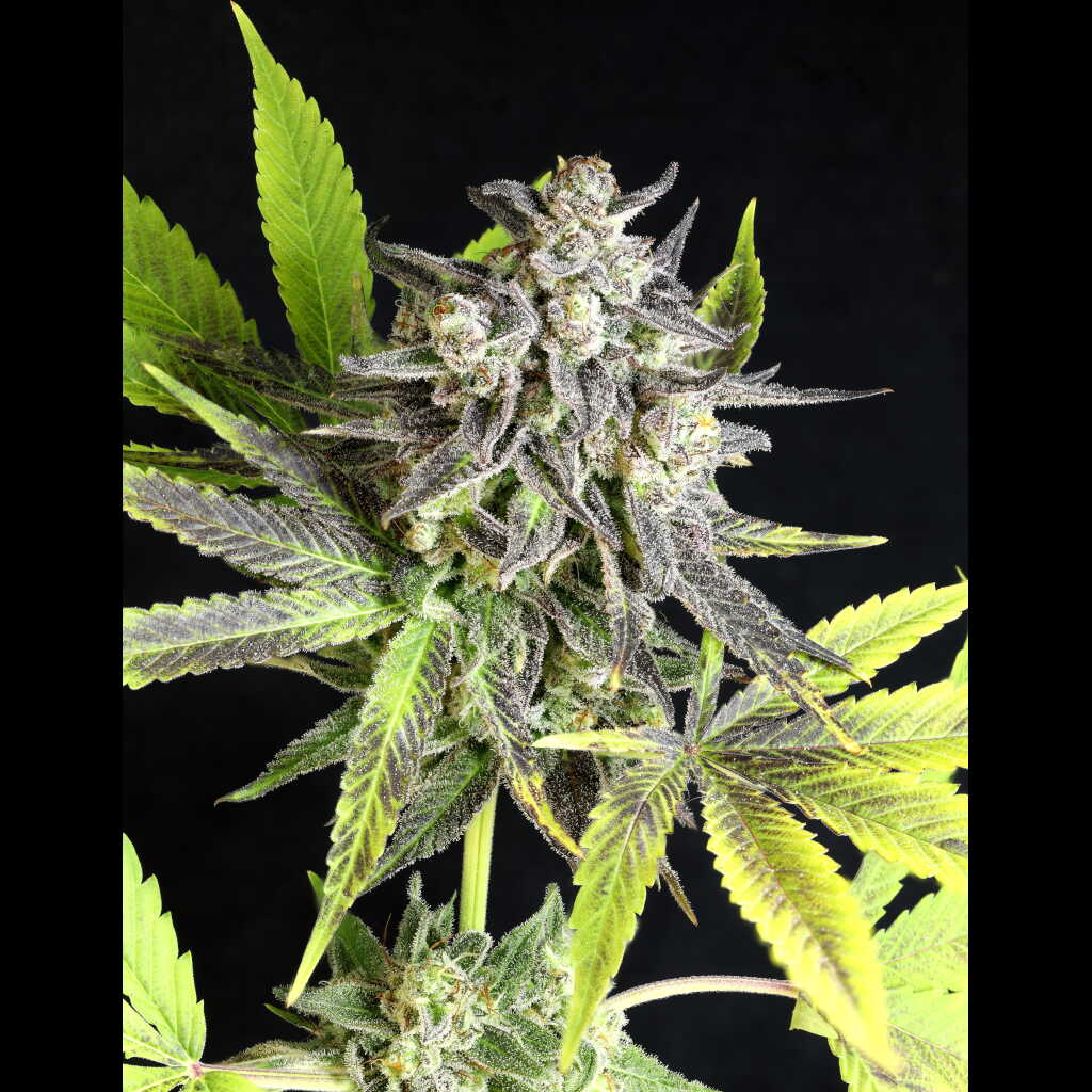 Grape Gas Autoflower - Premium Feminized Autoflower Seeds